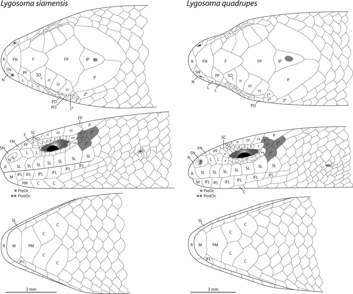 New publication: new species of Lygosoma from Indochina – Drew R. Davis ...
