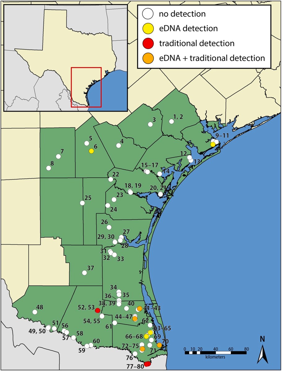 PUBLICATION: using eDNA to detect threatened newts – Drew R. Davis, Ph.D.